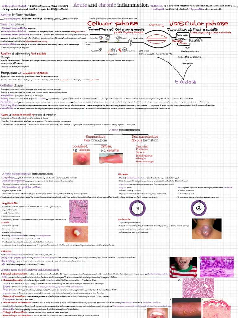 Acute and Chronic Inflammation | PDF | Inflammation | Necrosis