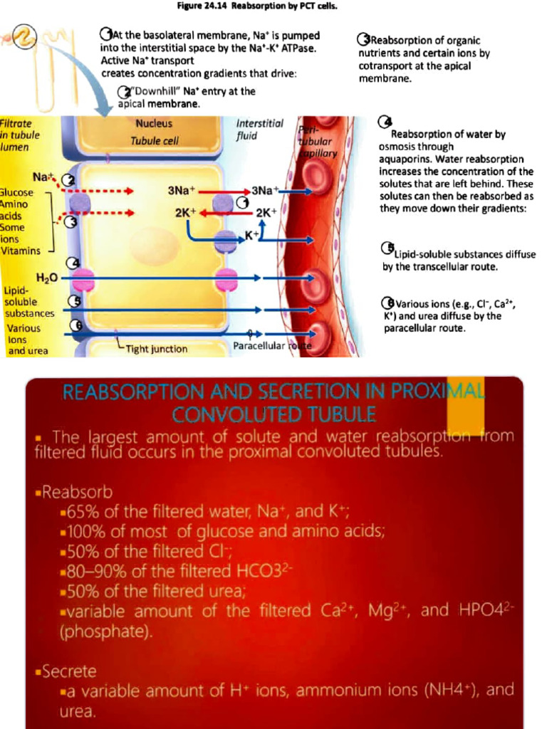 PCT Reabsorption Mechanisms Explained | PDF | Cell Biology