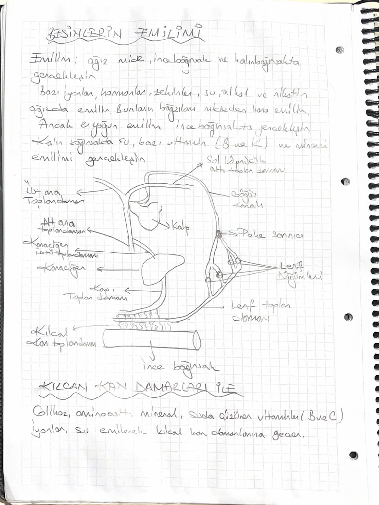 Taranmış Belge PDF | PDF