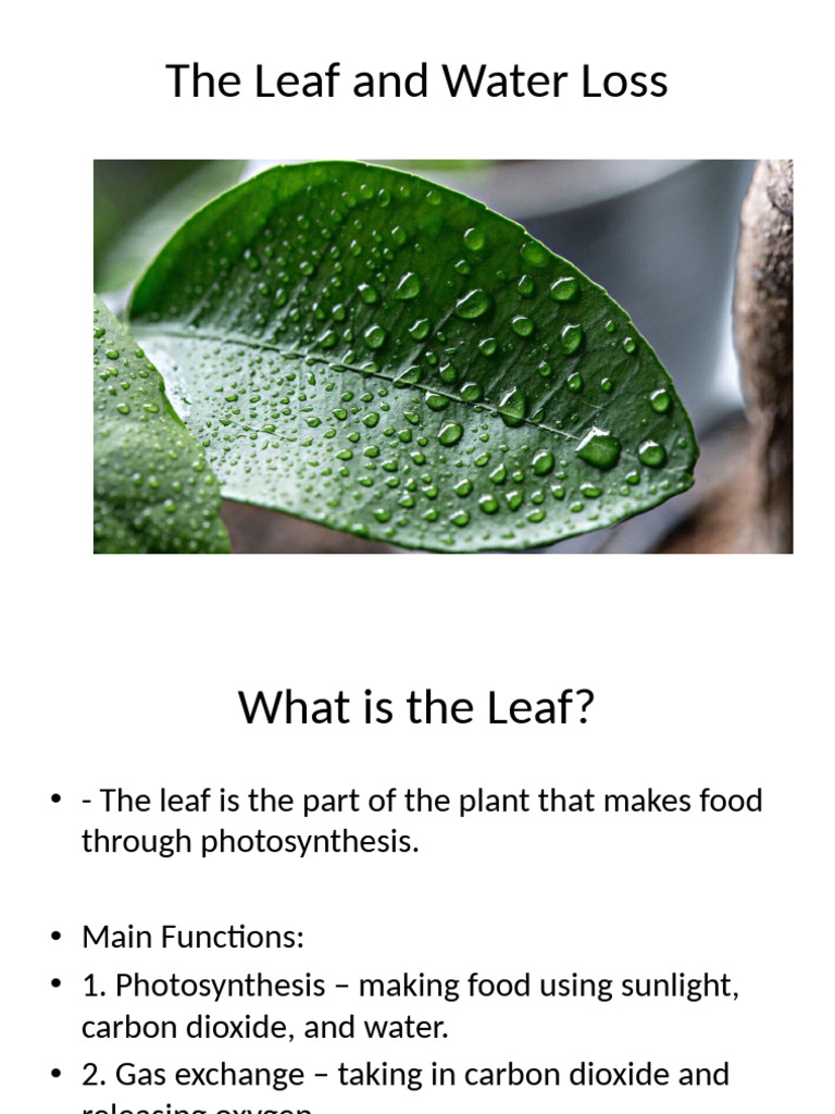Leaf Water Loss Presentation | PDF