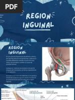 Conducto Inguinal | PDF | Abdomen | Anatomía humana
