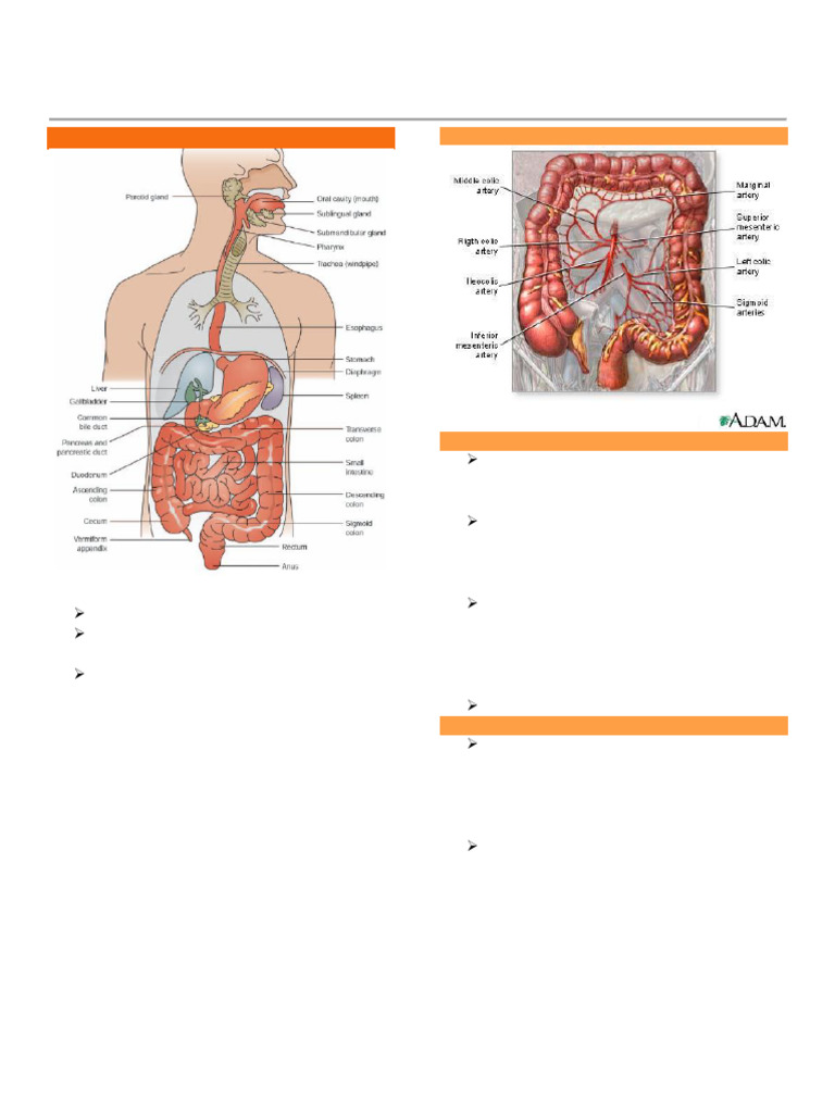 MS-GIT-TRANSES-38-41-2 | PDF | Esophagus | Digestion