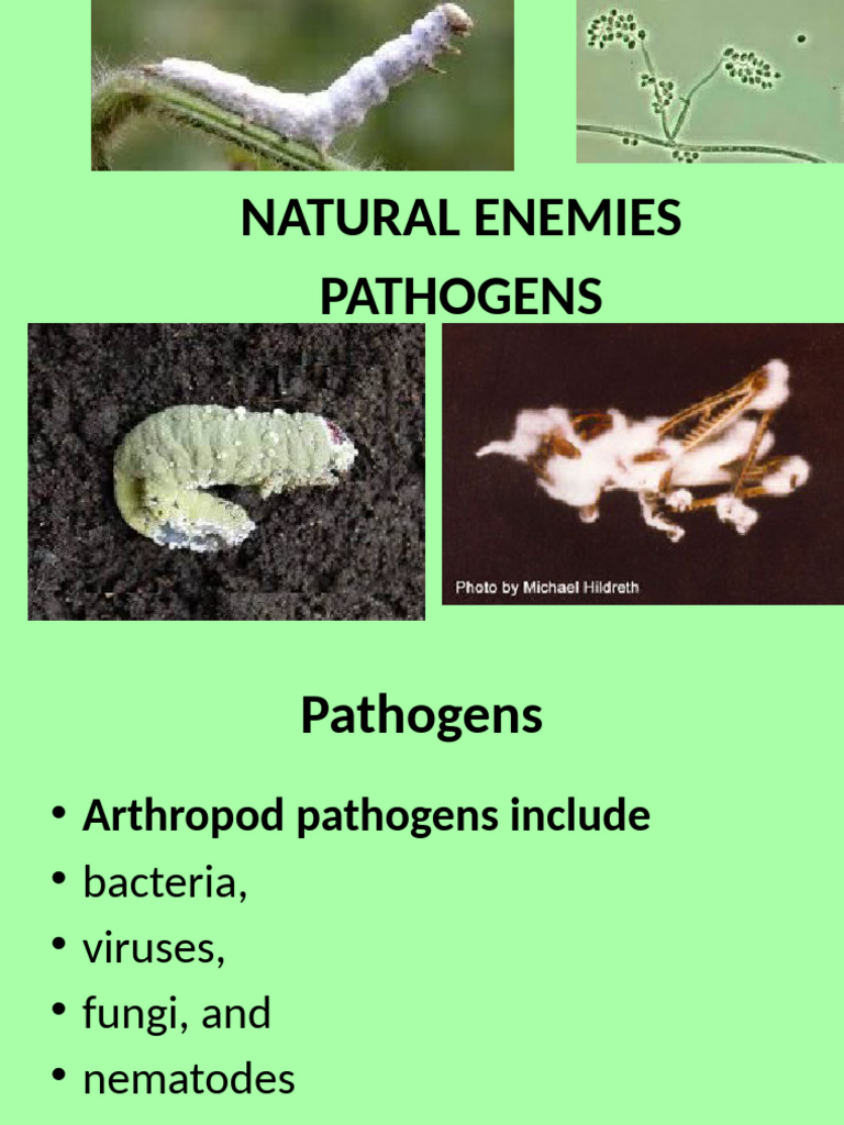Natural Enemies Pathogens | PDF | Biological Pest Control | Pathogen