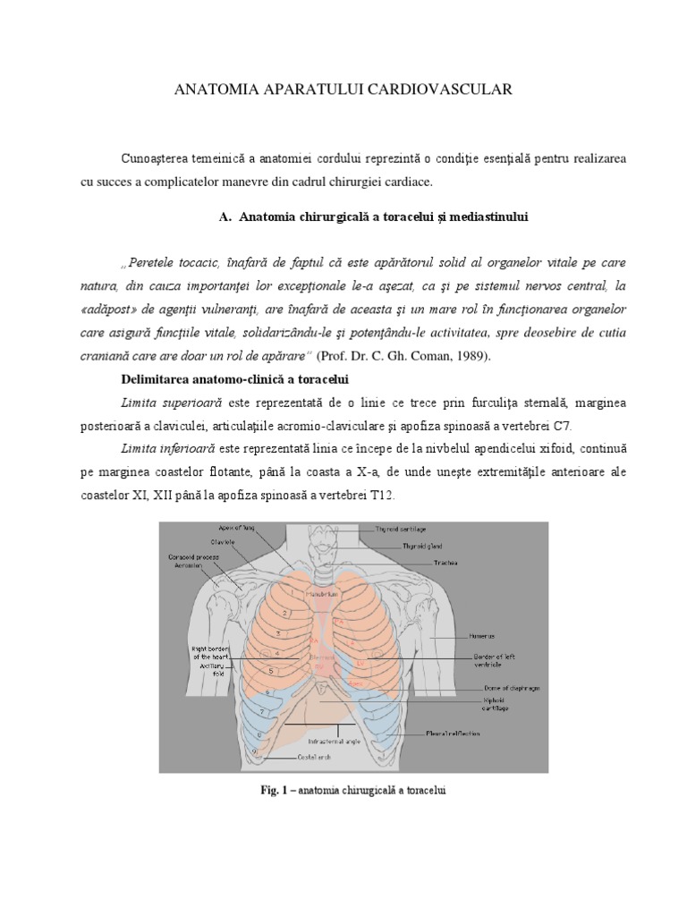 anatomie