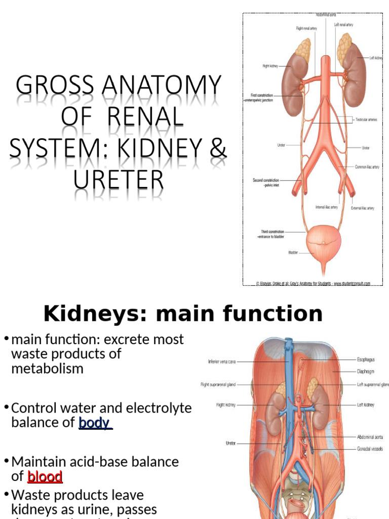 Anatomy May 6, 2024 Anatomy Gross Anatomy of The Renal System | PDF | Kidney | Animal Anatomy