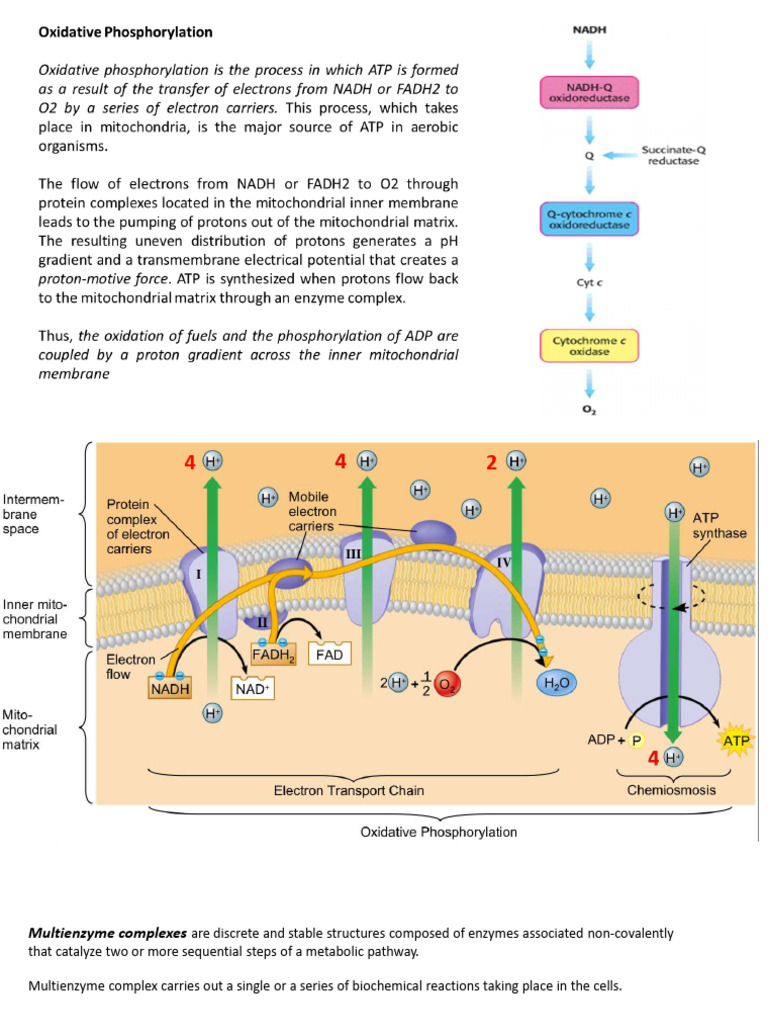 Electron Transport Chain and Multienzyme Complex | PDF