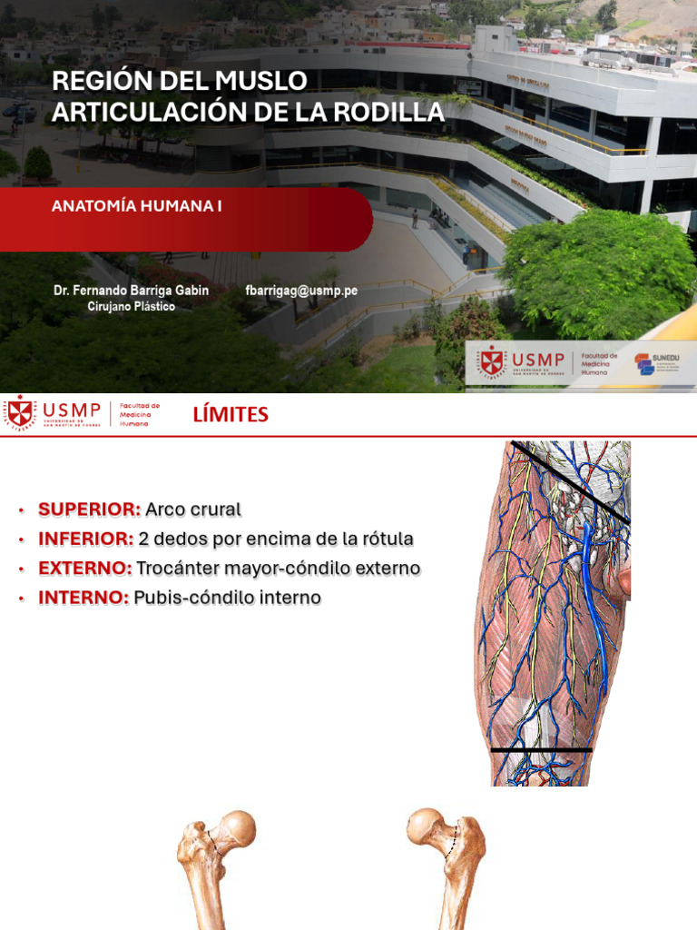 Muslo y Rodilla | PDF | Rodilla | Sistema musculoesquelético