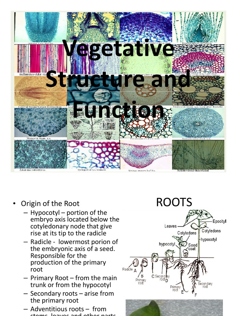 Vegetative Structure and Function | Plant Stem | Root