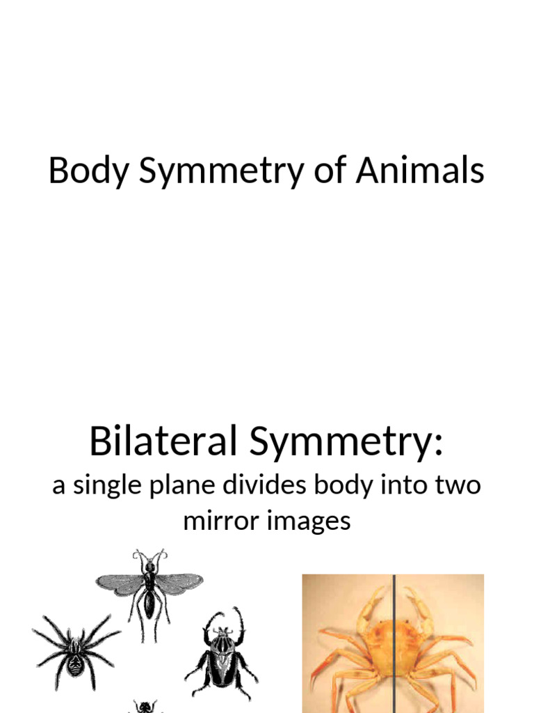 Body Symmetry of Animals | PDF