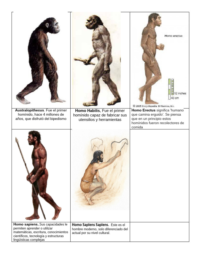 Australopithecus Docxevolucion | PDF