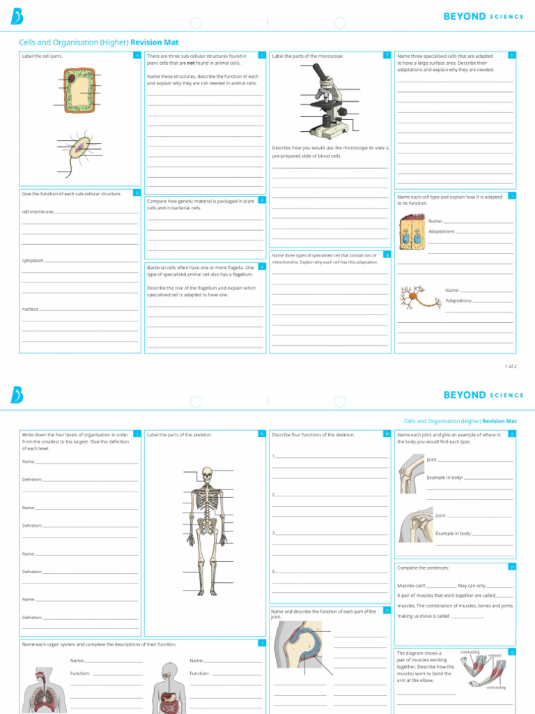 Cells and Organisation Revision Mat | PDF