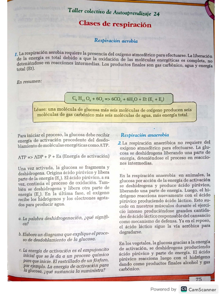 Biología Taller 3 Clases de Respiración | PDF