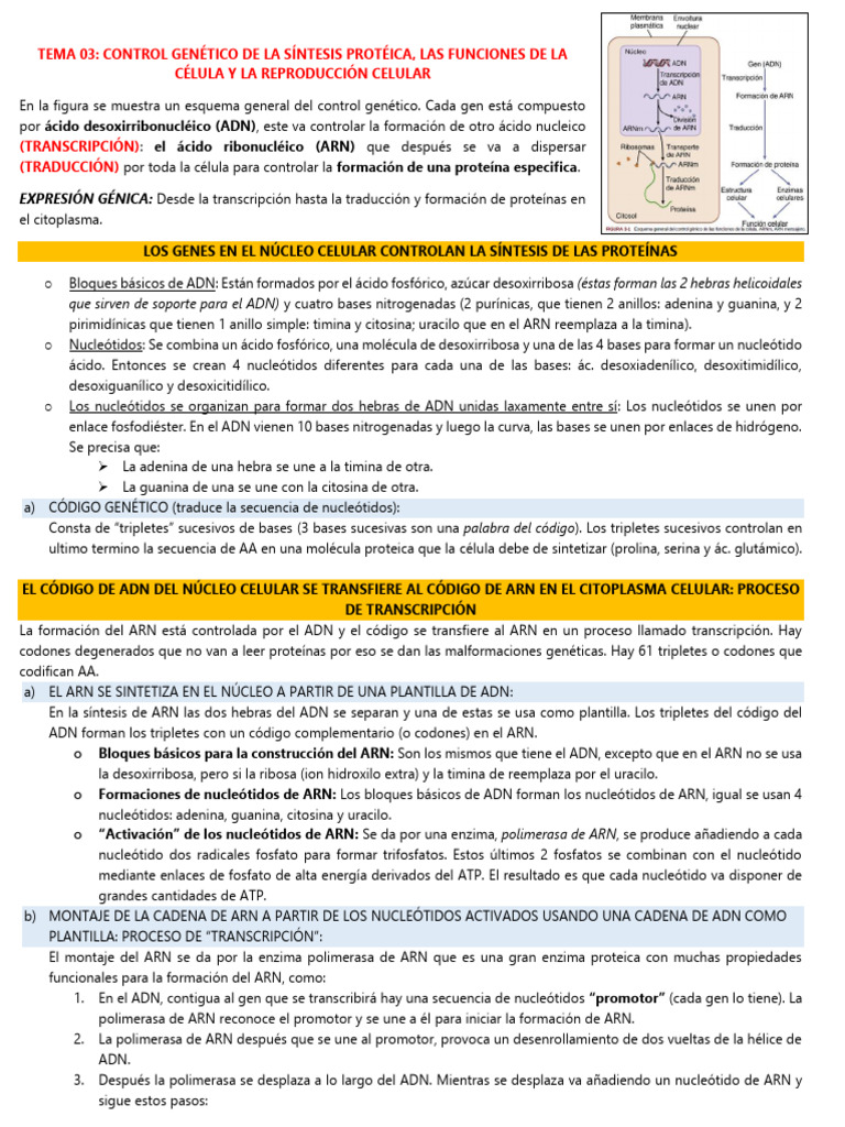 Anato y Fisio Completo | PDF | Rna | Potencial de acción