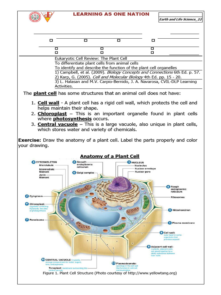 Earth _ Life Science LAS 22 Plant Cell Review | PDF