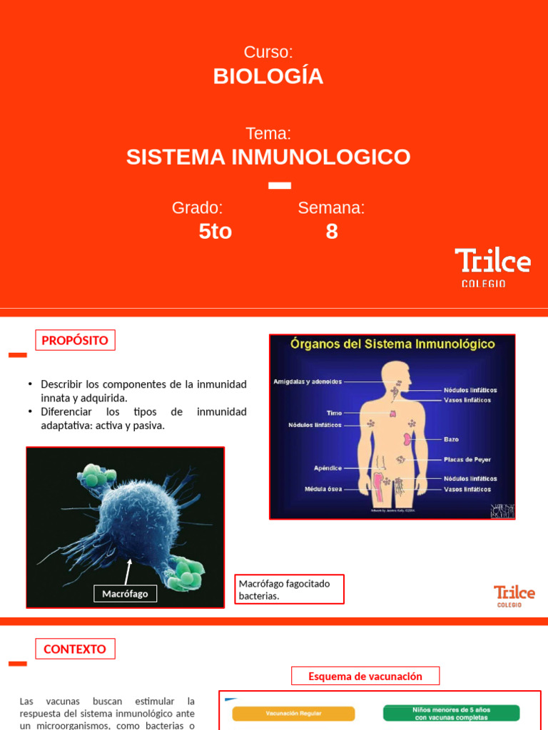 Bio 5º SM - Sistema Inmunológico - Sem 8 | PDF | Sistema inmune | Linfocitos