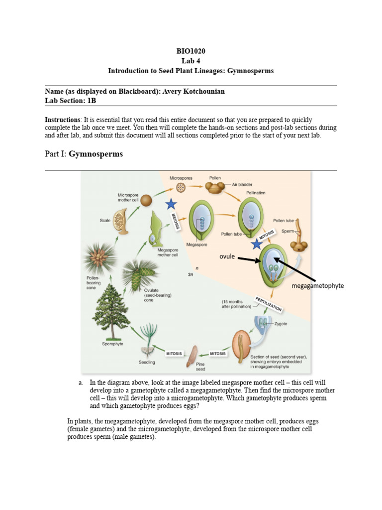 Lab 4 Gymnosperms.pdf (Blackboard) | PDF | Ploidy | Fertilisation