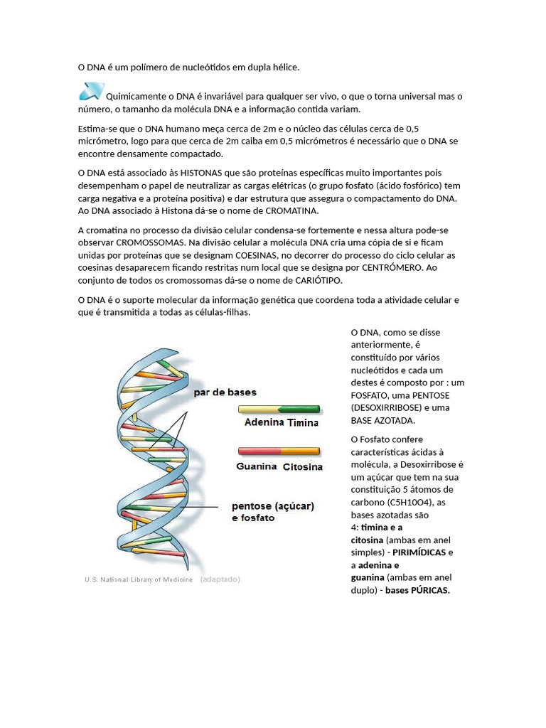 Estrutura e Função do DNA e Cromatina | PDF | DNA | Nucleotídeos