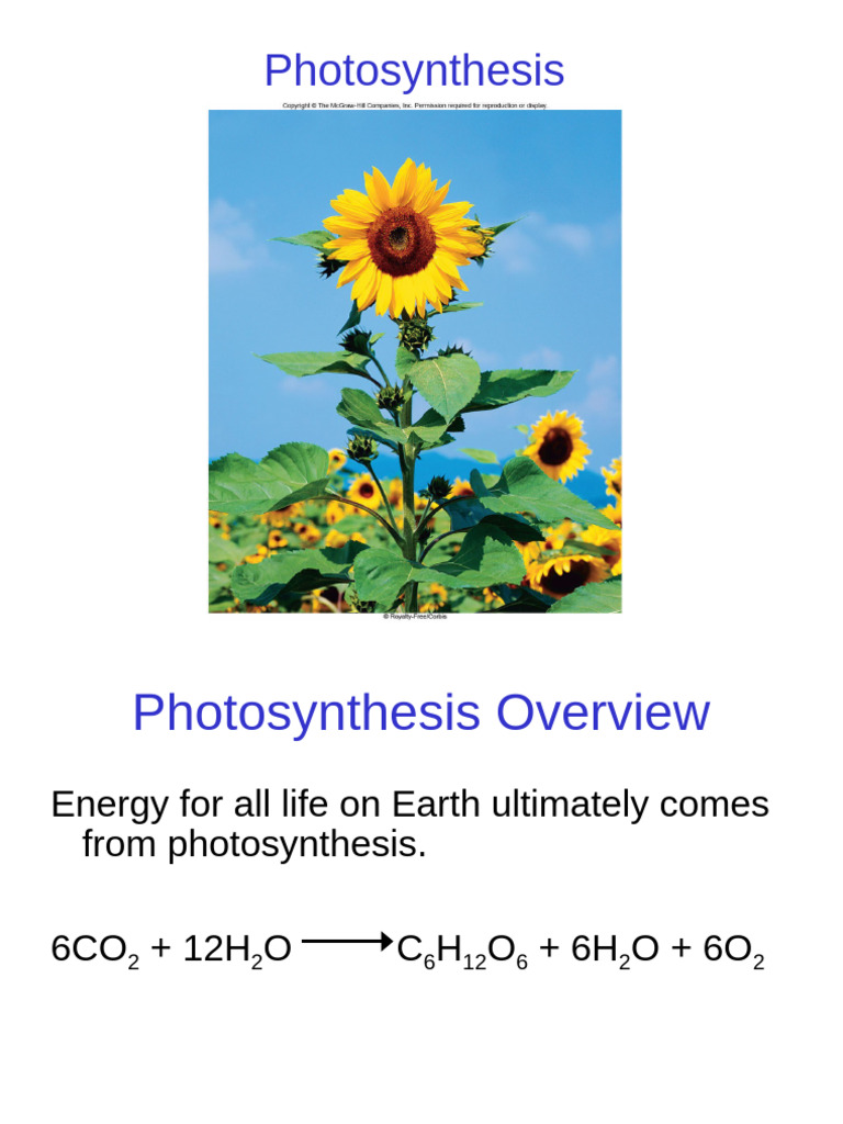 Photosynthesis | PDF | Photosynthesis | Biochemistry