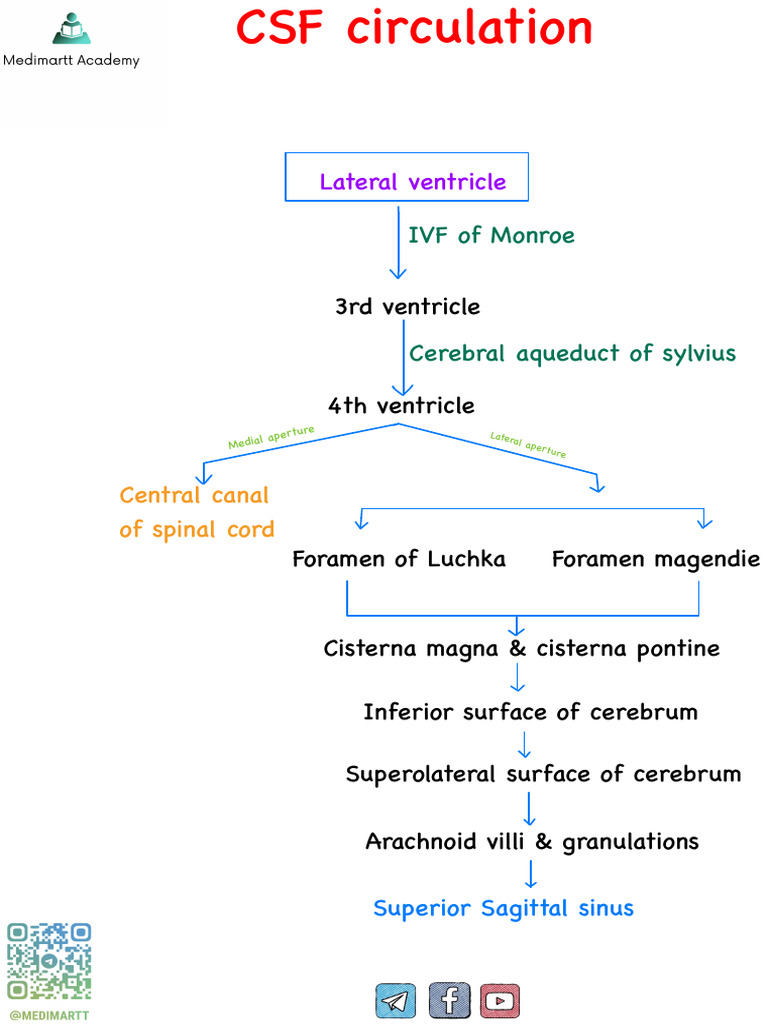 CSF Circulation Pathway Guide | PDF