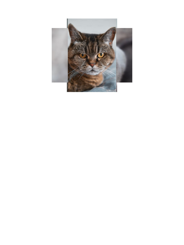 Cat Presentation | PDF