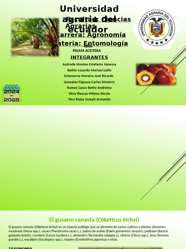 Diapositiva Palma Aceitera | PDF | Crisálida | Insectos