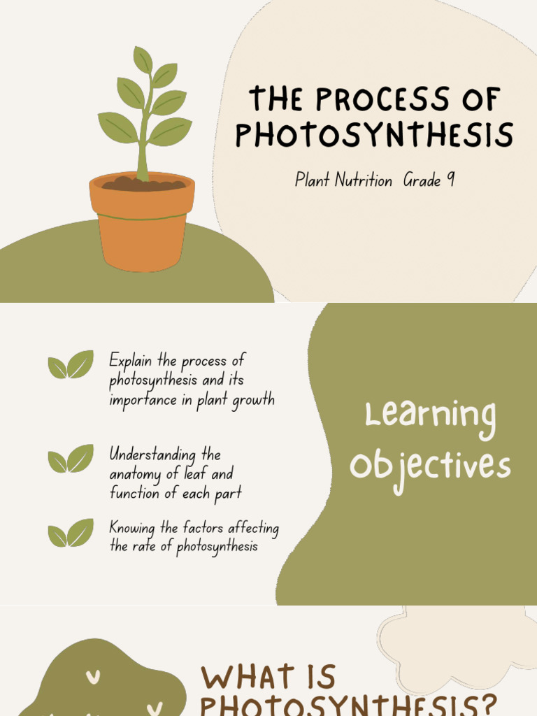 Photosynthesis Grade 9 Bio | PDF | Photosynthesis | Stoma