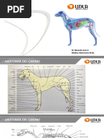 Anatomía Del Hueso Del Húmero Del Perro AnatomyLearner - El Lugar para ...
