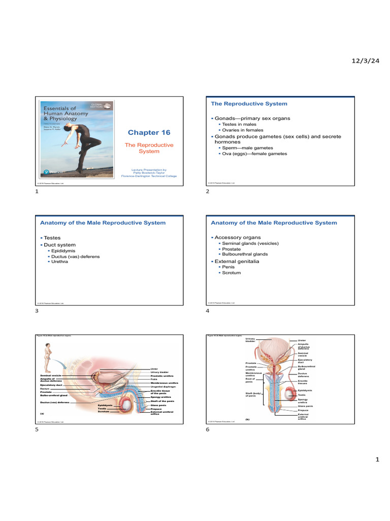 CH16 Handouts | PDF | Prostate | Testicle