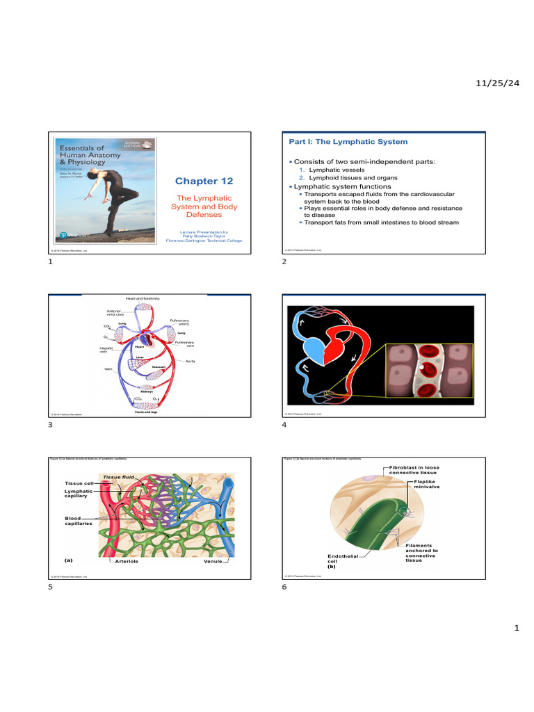 Lymphatic System and Body Defenses Overview | PDF | Lymphatic System ...