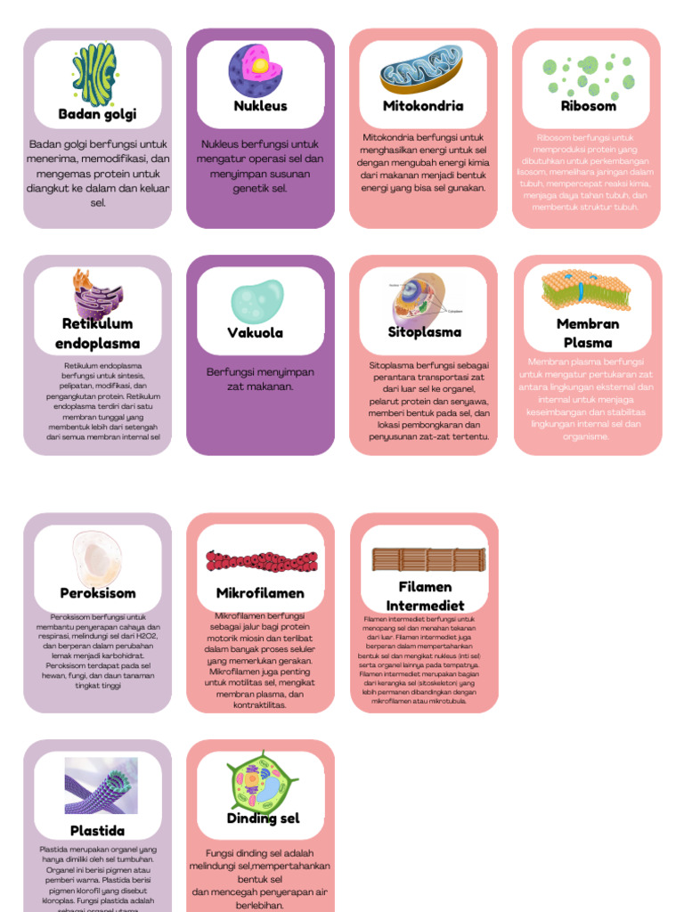 Cell Biology Flashcards in Colorful Illustrative Style - 20241022 ...