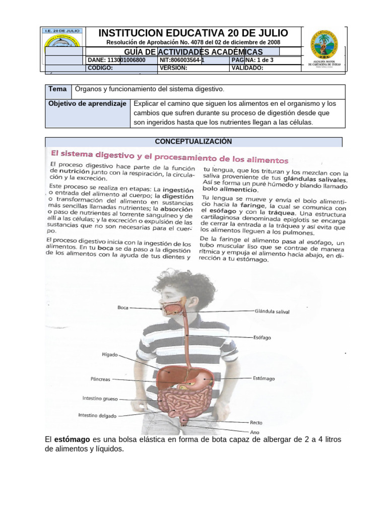 Órganos y Funcionamiento Del Sistema Digestivo - Ciencias Naturales ...