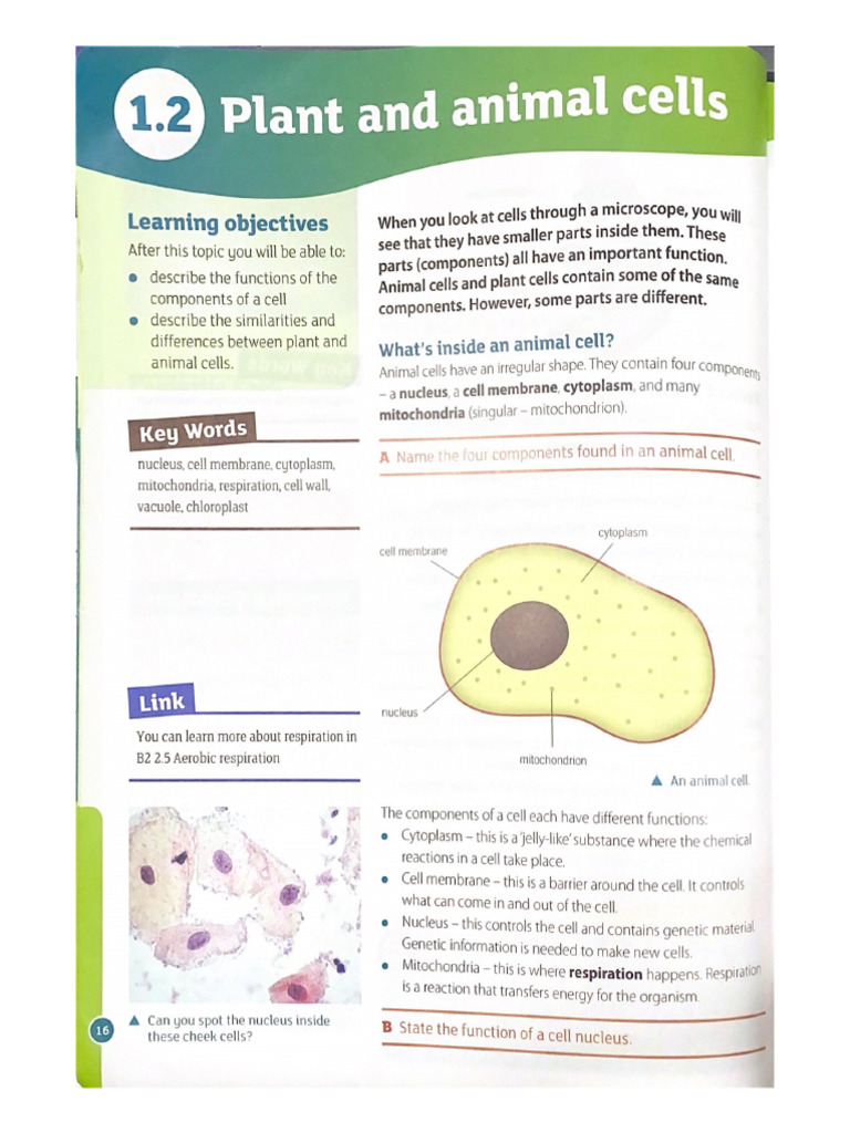1.2 Plant and Animal Cells | PDF