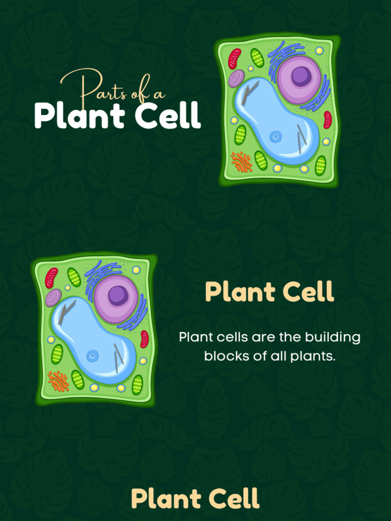 Plant Cell Anatomy Overview | PDF