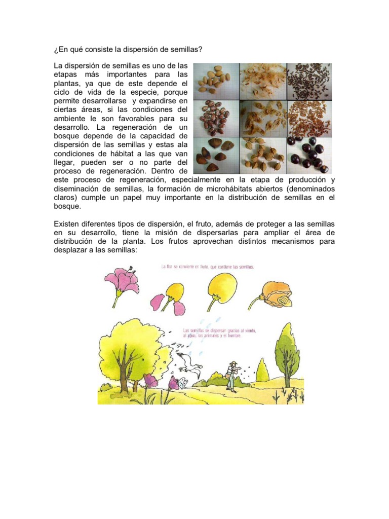 Dispersion de Semillas