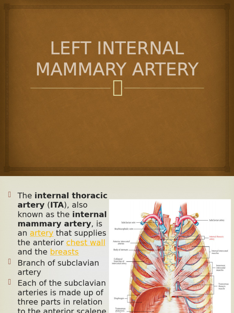 Left Internal Mammary Artery | PDF | Angiology | Cardiovascular System