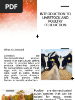 Module 6-Slaughtering Procedure | PDF | Animal Slaughter | Slaughterhouse