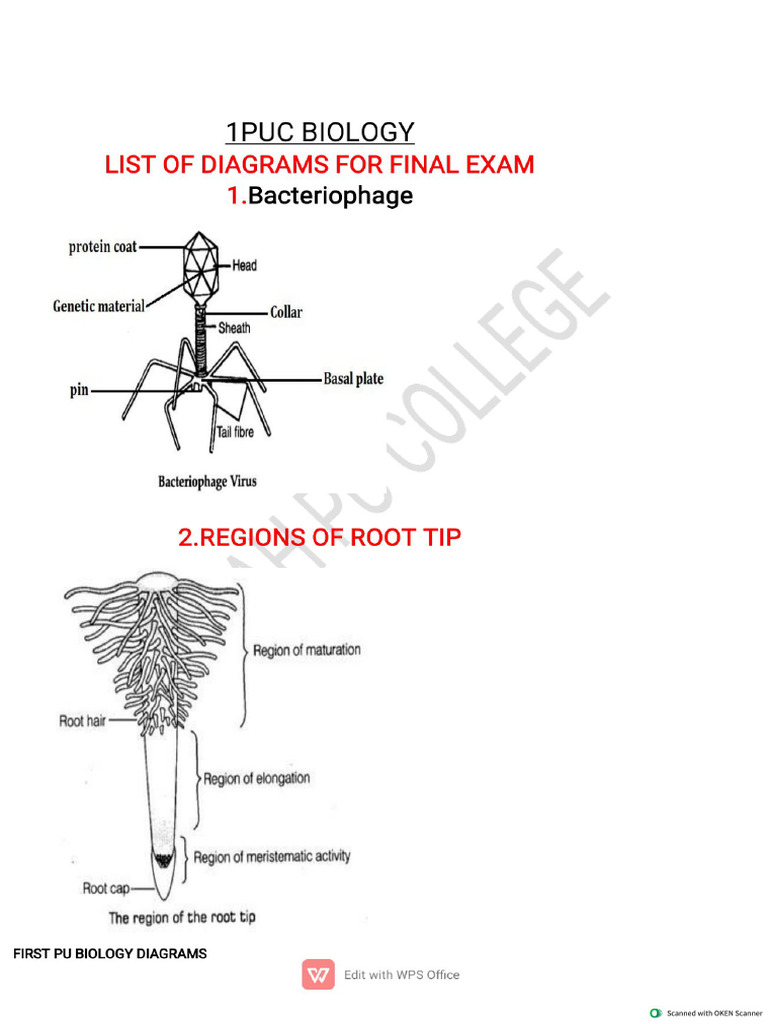Pu1 All Biology Diagram for Final Exam | PDF