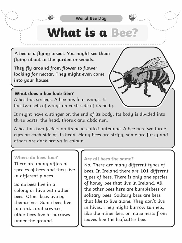 Grade 2 What Is A Bee 1 | PDF