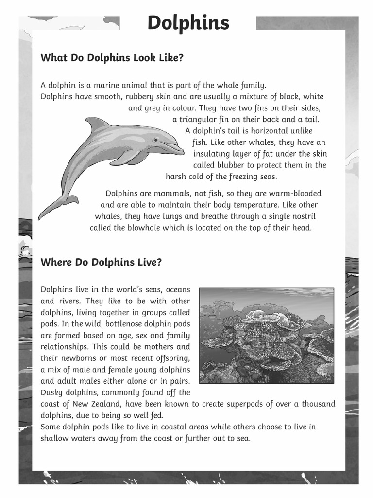Grade 3 Dolphins 1 | PDF