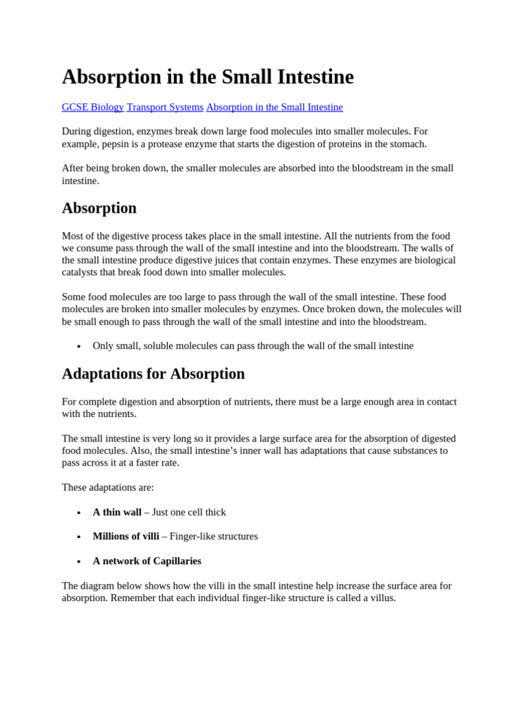 Absorption in The Small Intestine | PDF | Small Intestine | Digestion
