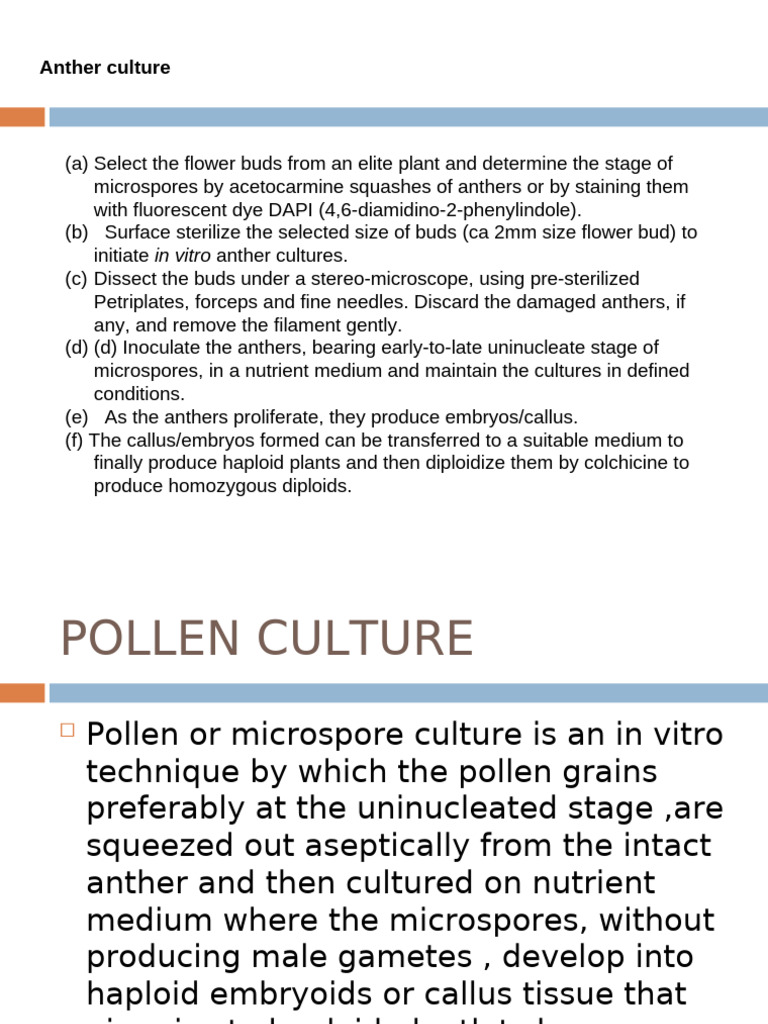 Anther and Pollen Culture Techniques | PDF | Pollen | Ploidy