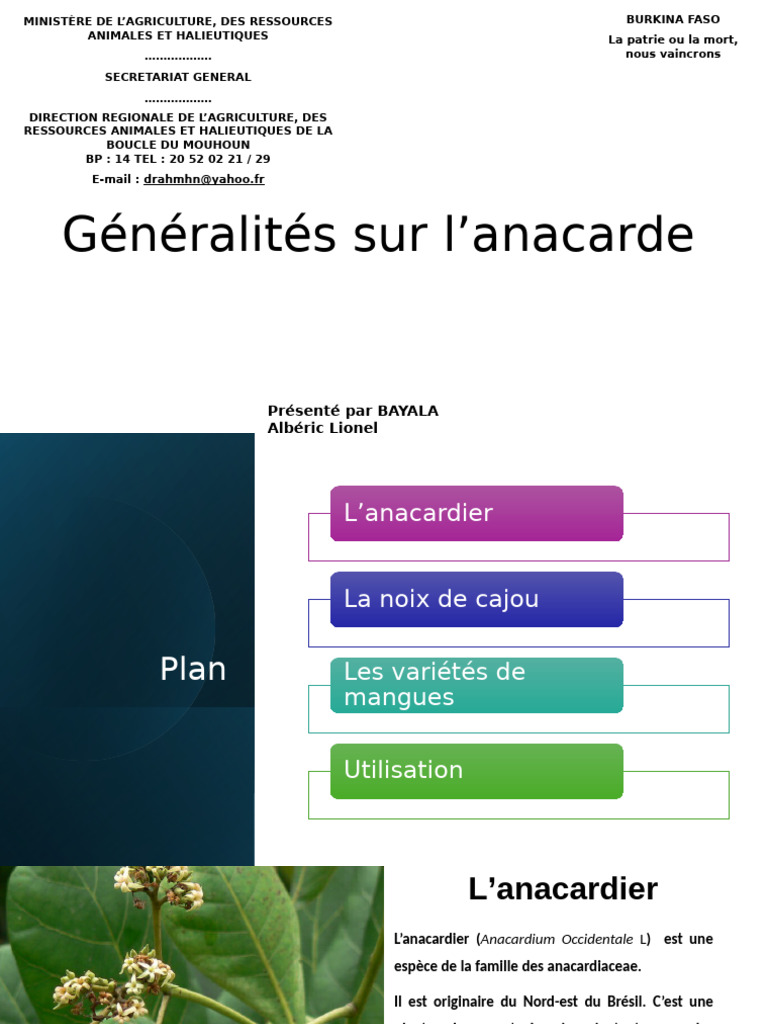 Généralités_anacardier | PDF | Agriculture