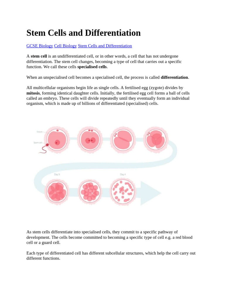Stem Cells and Differentiation | PDF | Stem Cell | Embryo