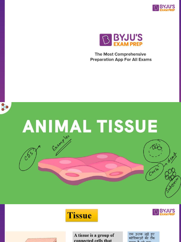 Live Class Animal Tissue | PDF