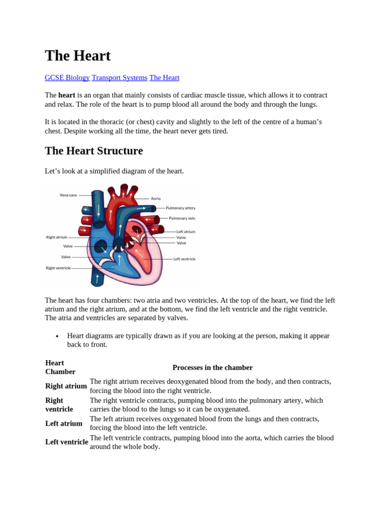 The Heart | PDF | Ventricle (Heart) | Heart