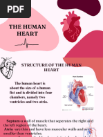 Structure of human heart PPT | PDF