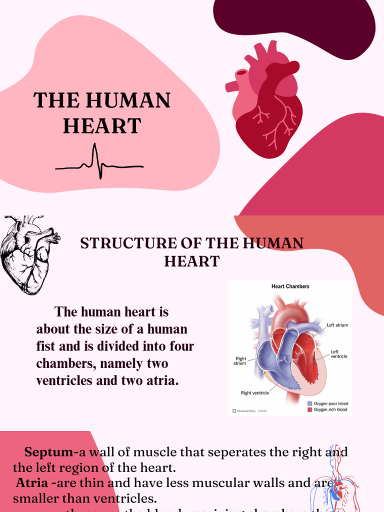 The Human Heart (1) | PDF | Heart | Atrium (Heart)