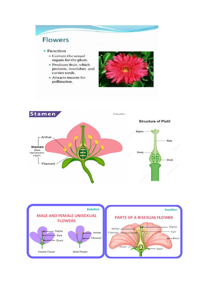 Grade 5 Plant Reproduction Worksheets | PDF