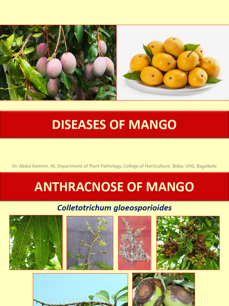 Mango Disease Overview and Treatments | PDF | Plants | Branches Of Botany