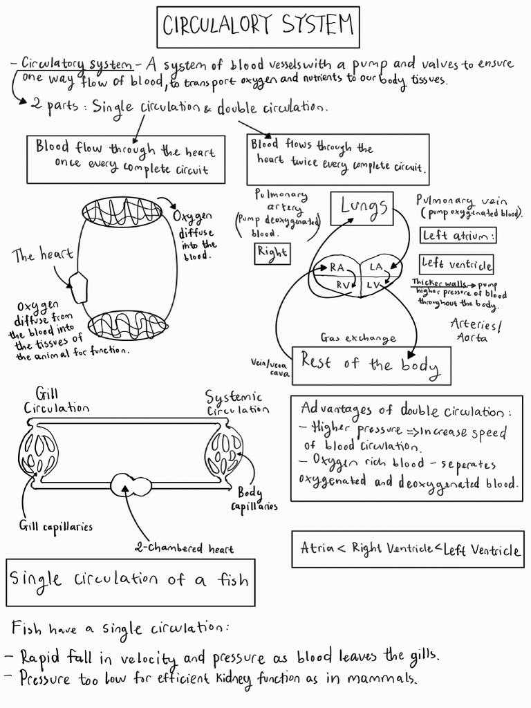 Circulatory System | PDF